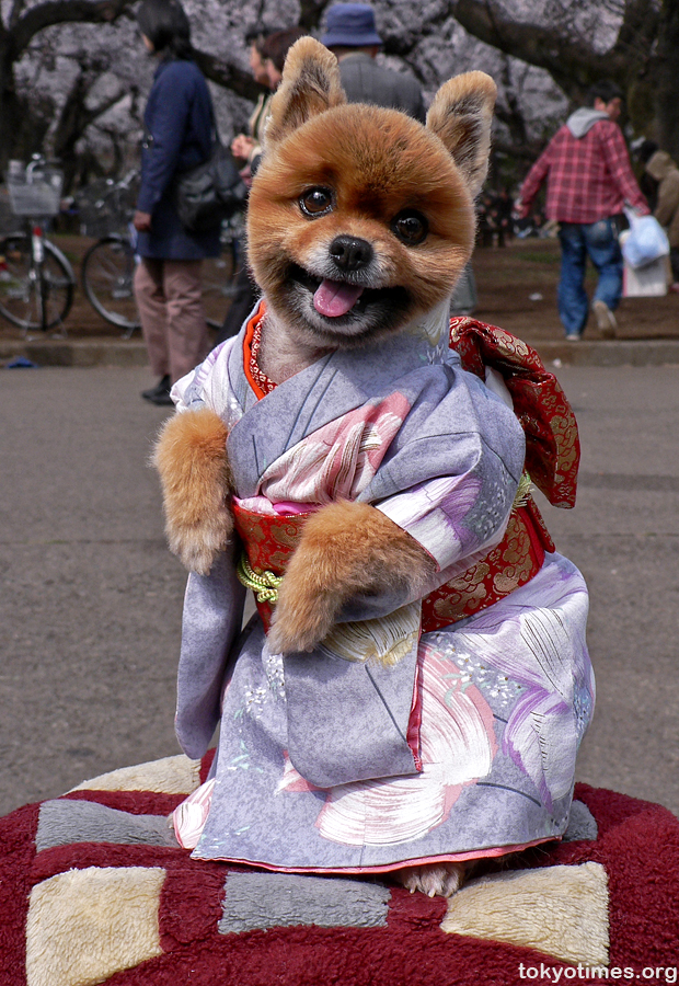 Japanese Shiba Inu Puppy Dog in a Kimono | Kira's Page